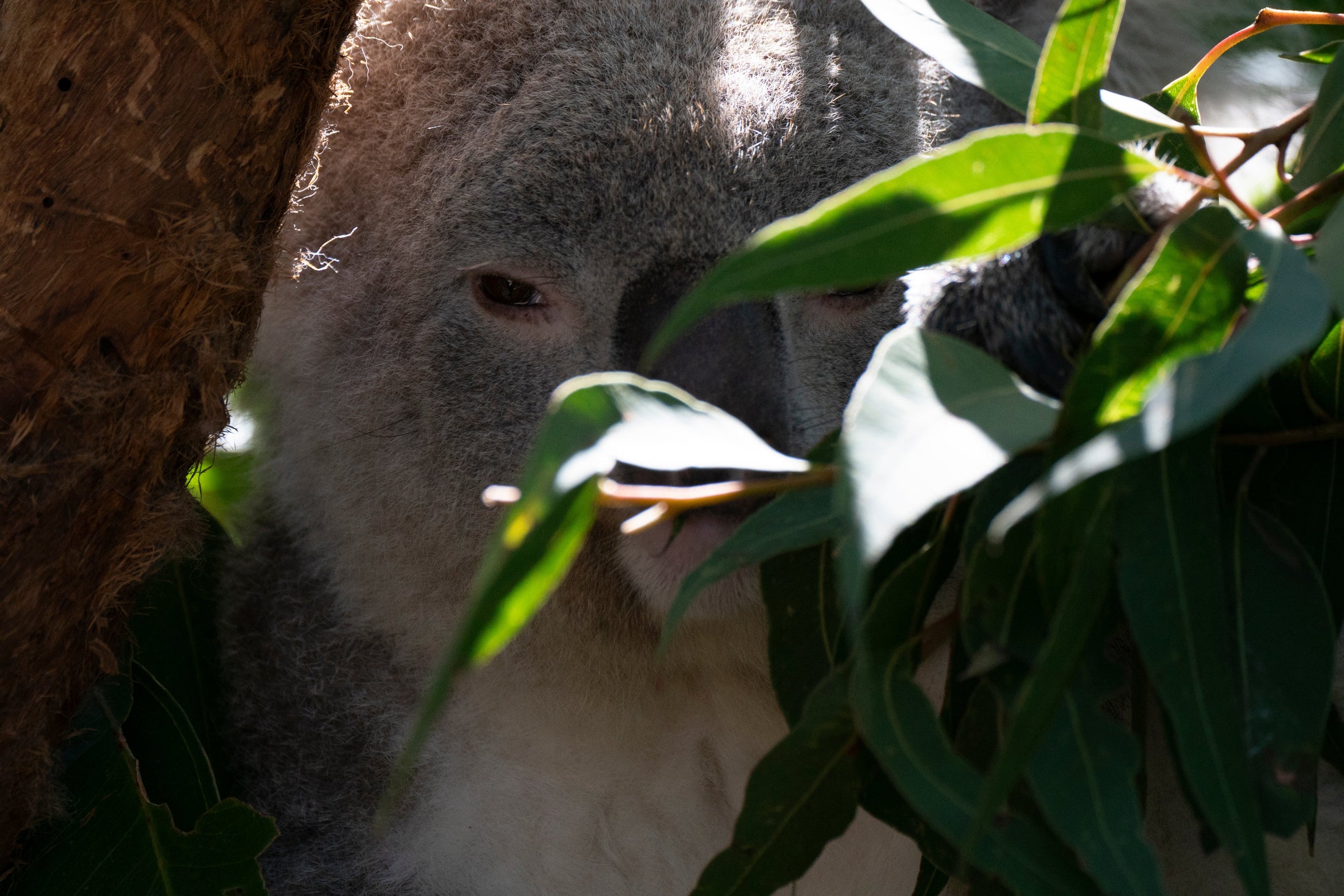 Koala Conservation Australia Statement on South East Forests koala tra