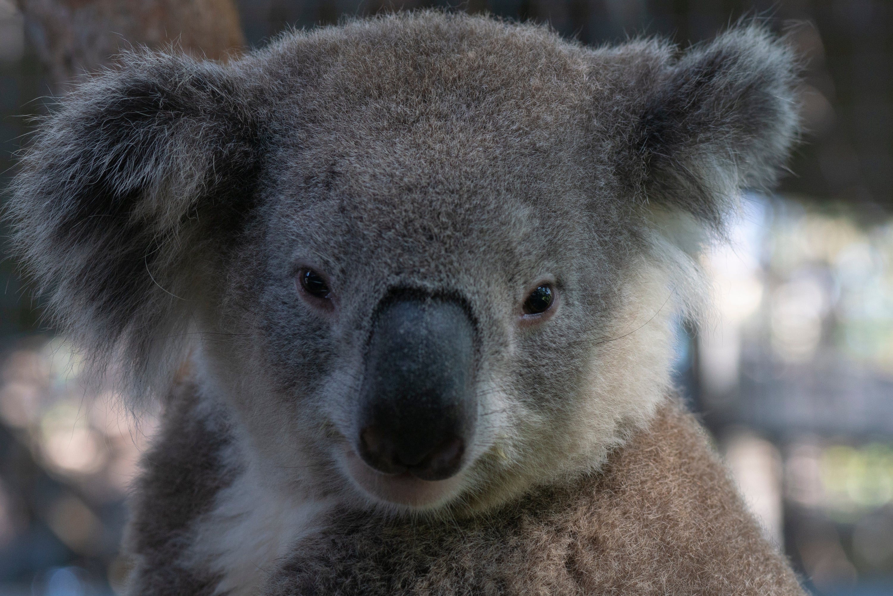 Tender Process Commences for Redevelopment of Port Macquarie Koala Hos ...