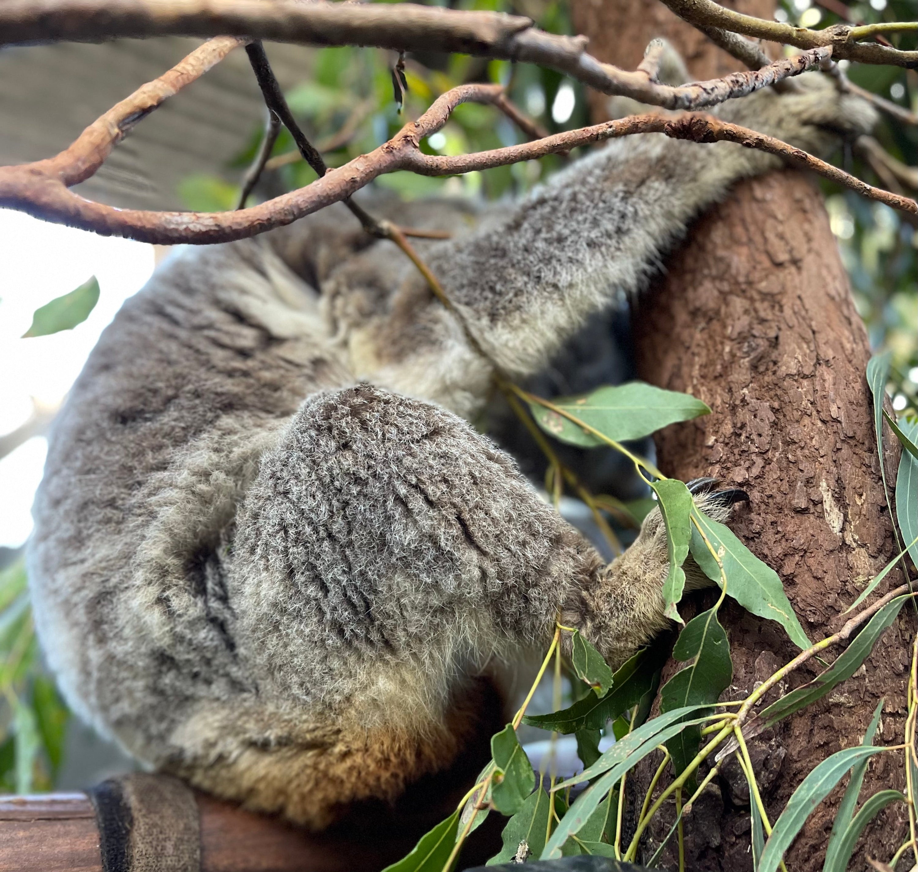 KCA in the lab - learnings around chlamydia – Koala Conservation Australia