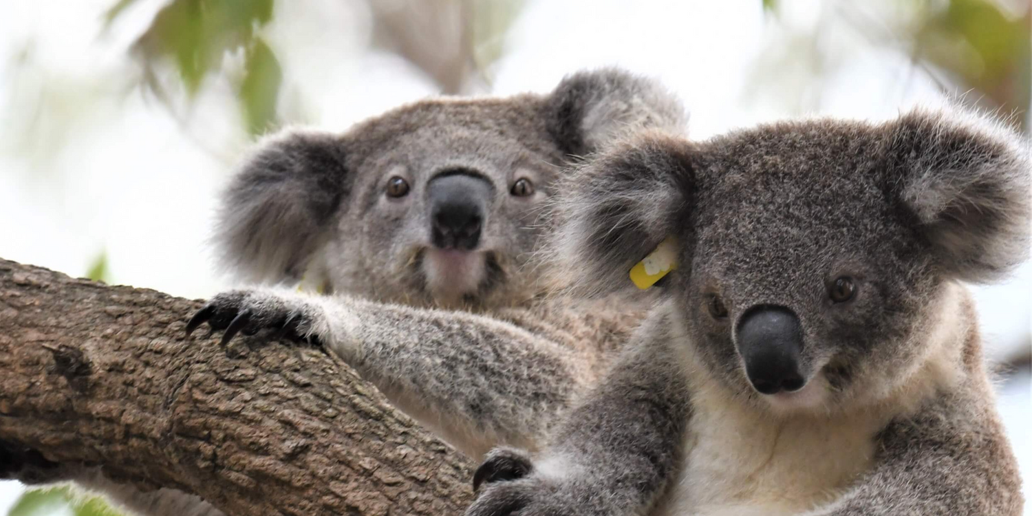Koala Chronicles #1 – Koala Conservation Australia