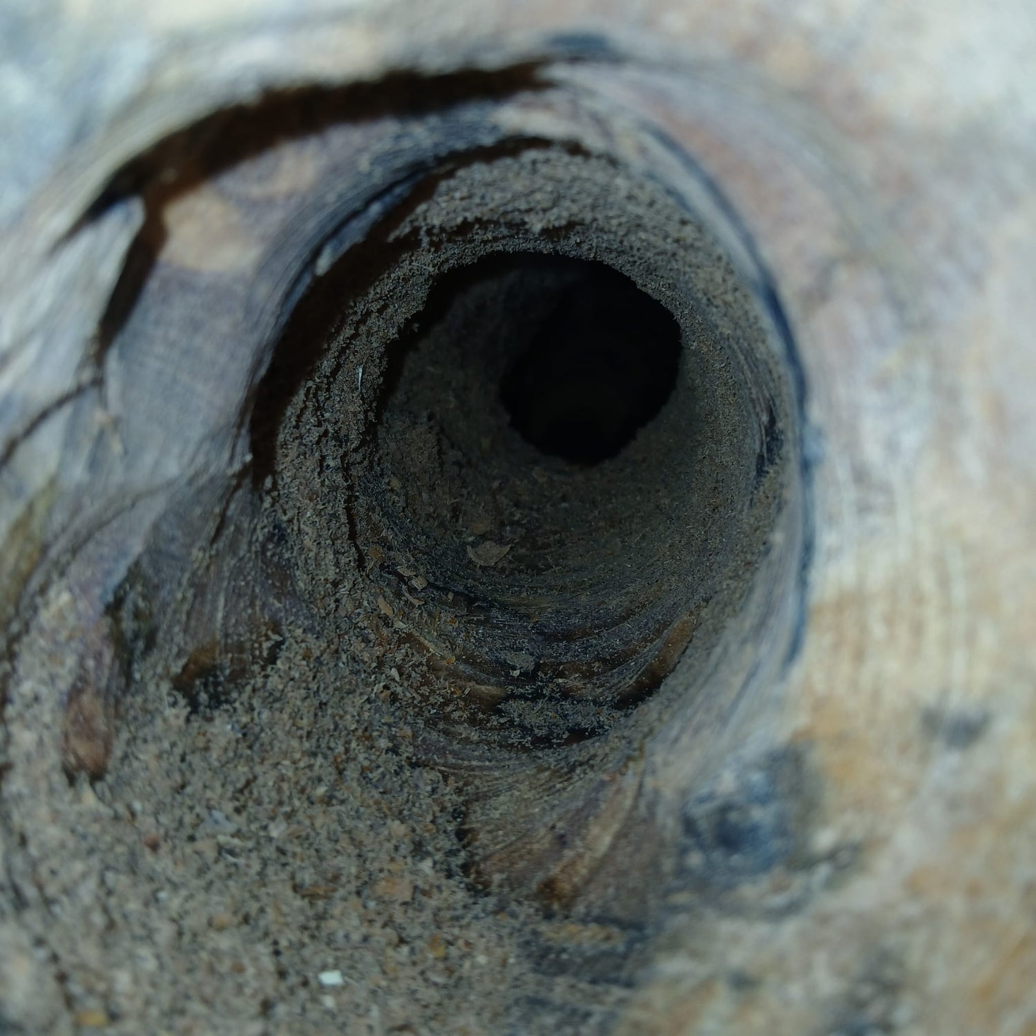 Giving Nature a Home: Creating Tree Hollows for Wildlife – Koala ...