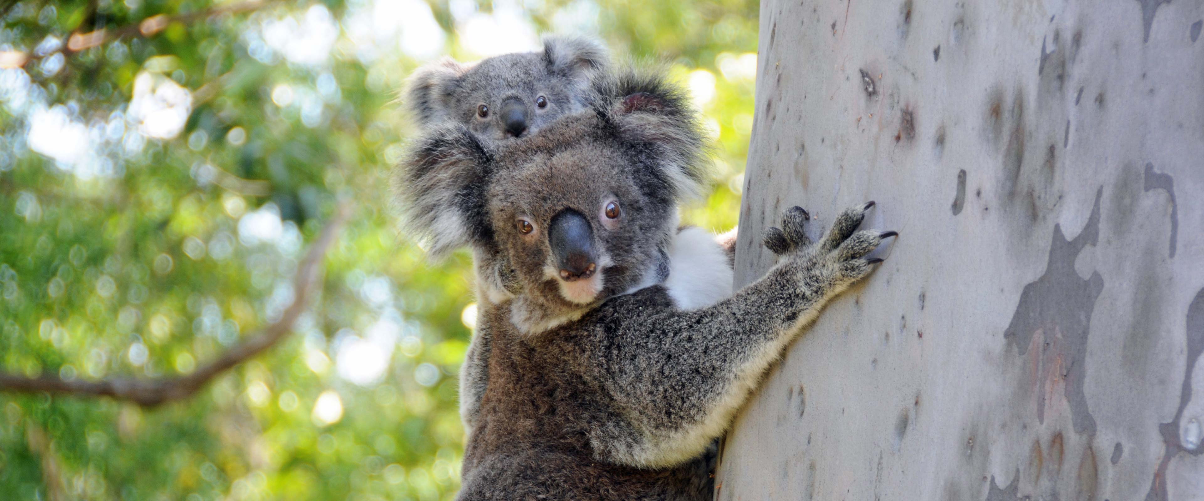 Courses – Koala Conservation Australia