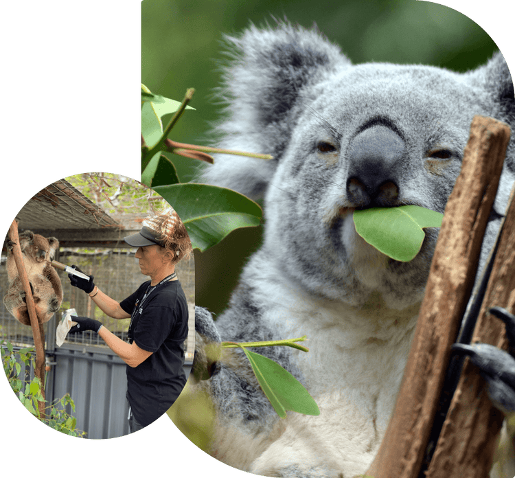 Koala Conservation Australia - The Port Macquarie Koala Hospital