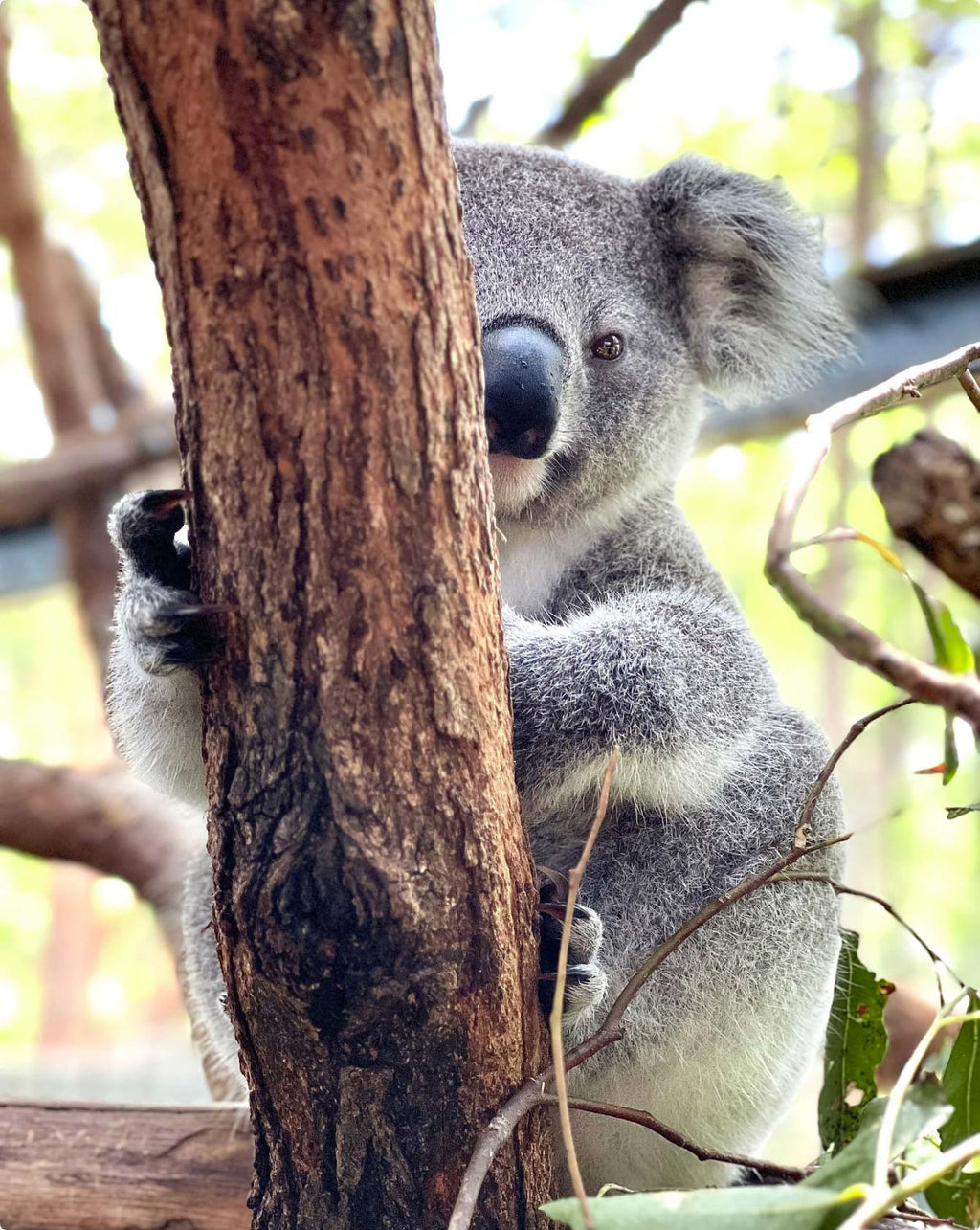 Membership – Koala Conservation Australia