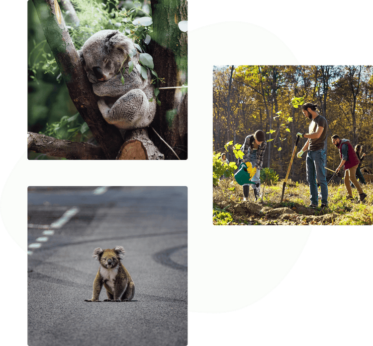 Threats to koalas – Koala Hospital