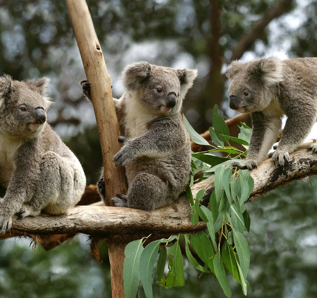 About Koala Conservation Australia