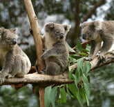About Koala Conservation Australia