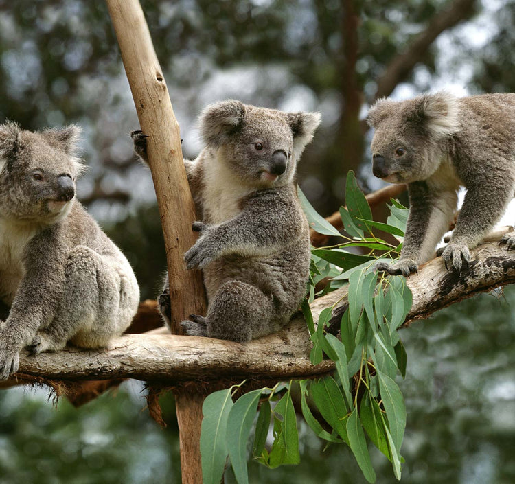 About Koala Conservation Australia