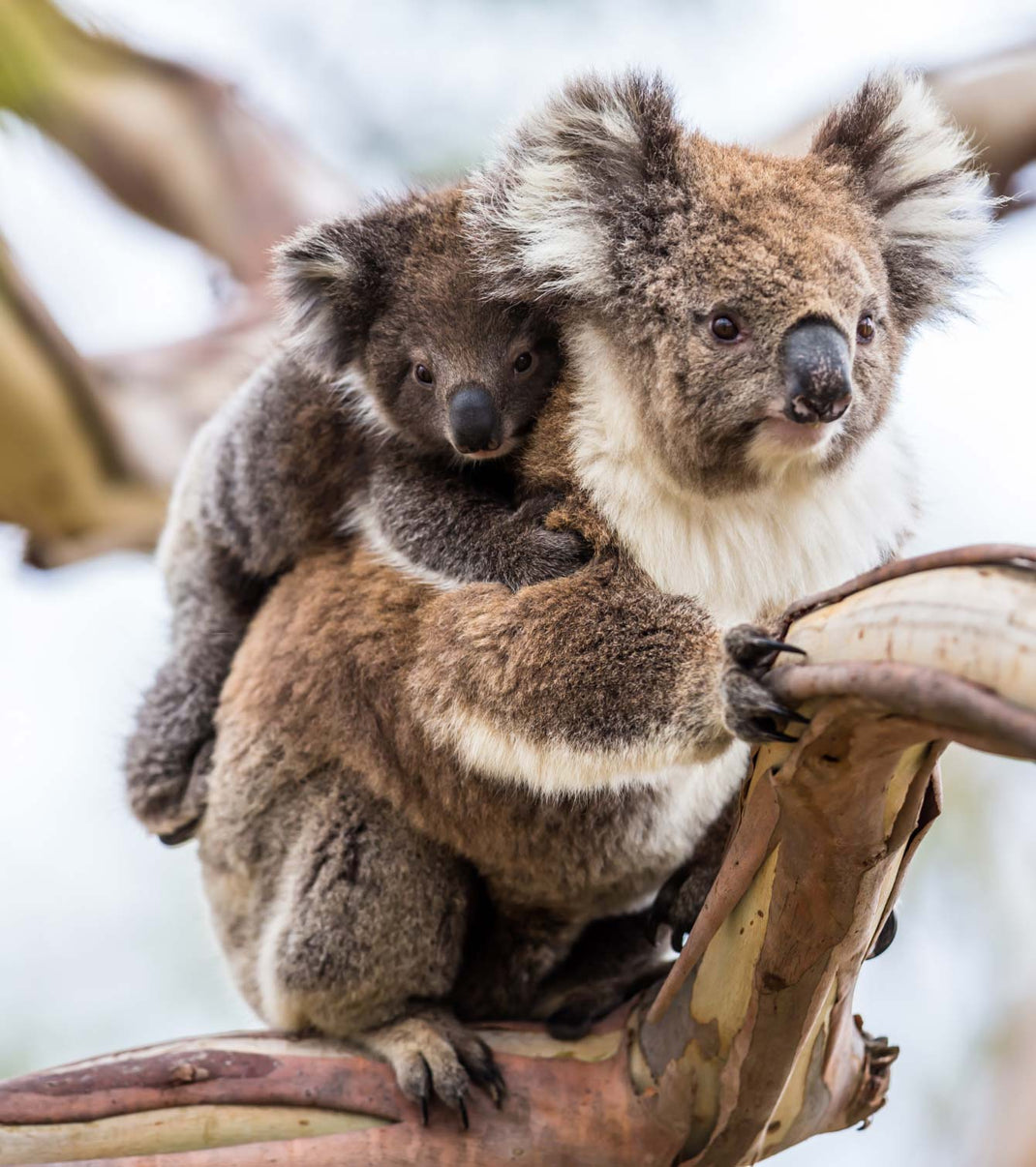 Wild Koala Breeding - giving koalas a future – Koala Conservation Australia