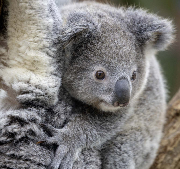 Wild Koala Breeding - giving koalas a future – Koala Conservation Australia