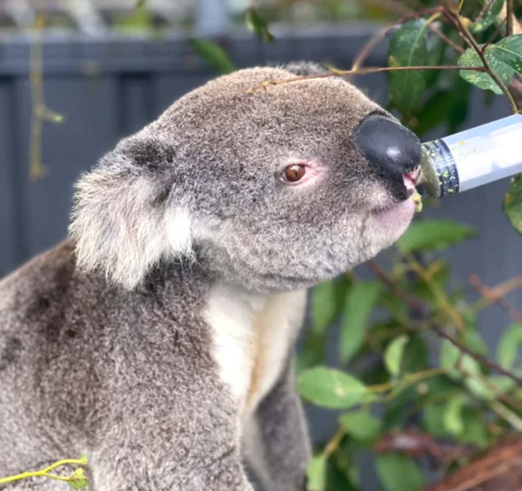 Volunteer for Koalas – Koala Conservation Australia