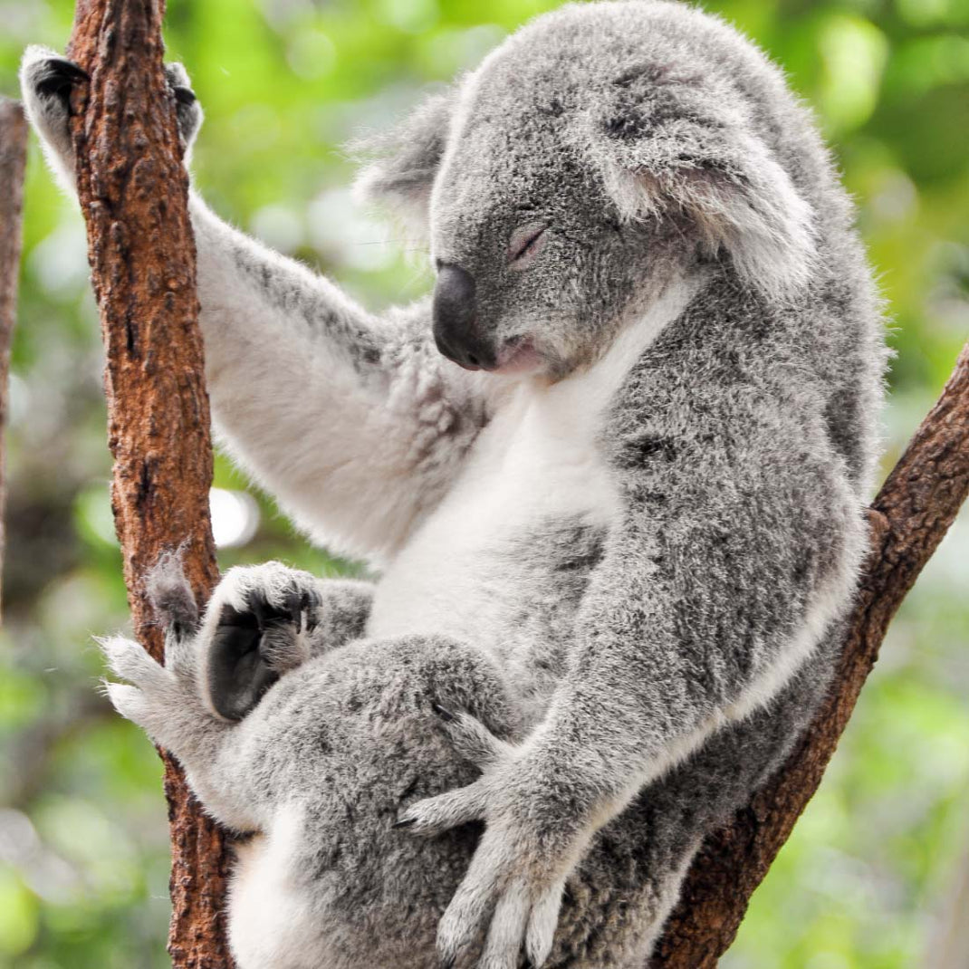 Koala Habitat Conservation – Koala Conservation Australia