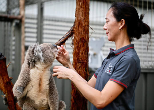 Injury and attack – Koala Conservation Australia