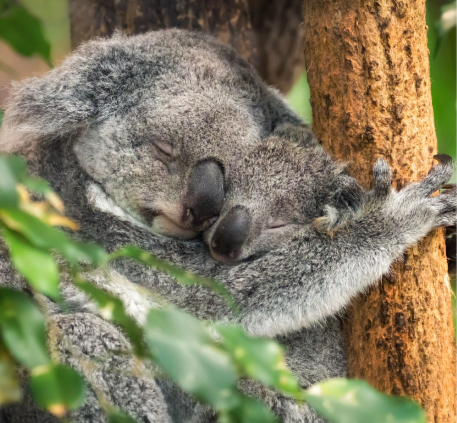 Education - Expanding Koala Knowledge – Koala Conservation Australia