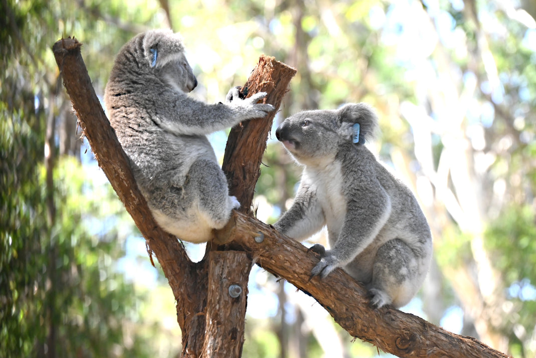 About Koala Conservation Australia