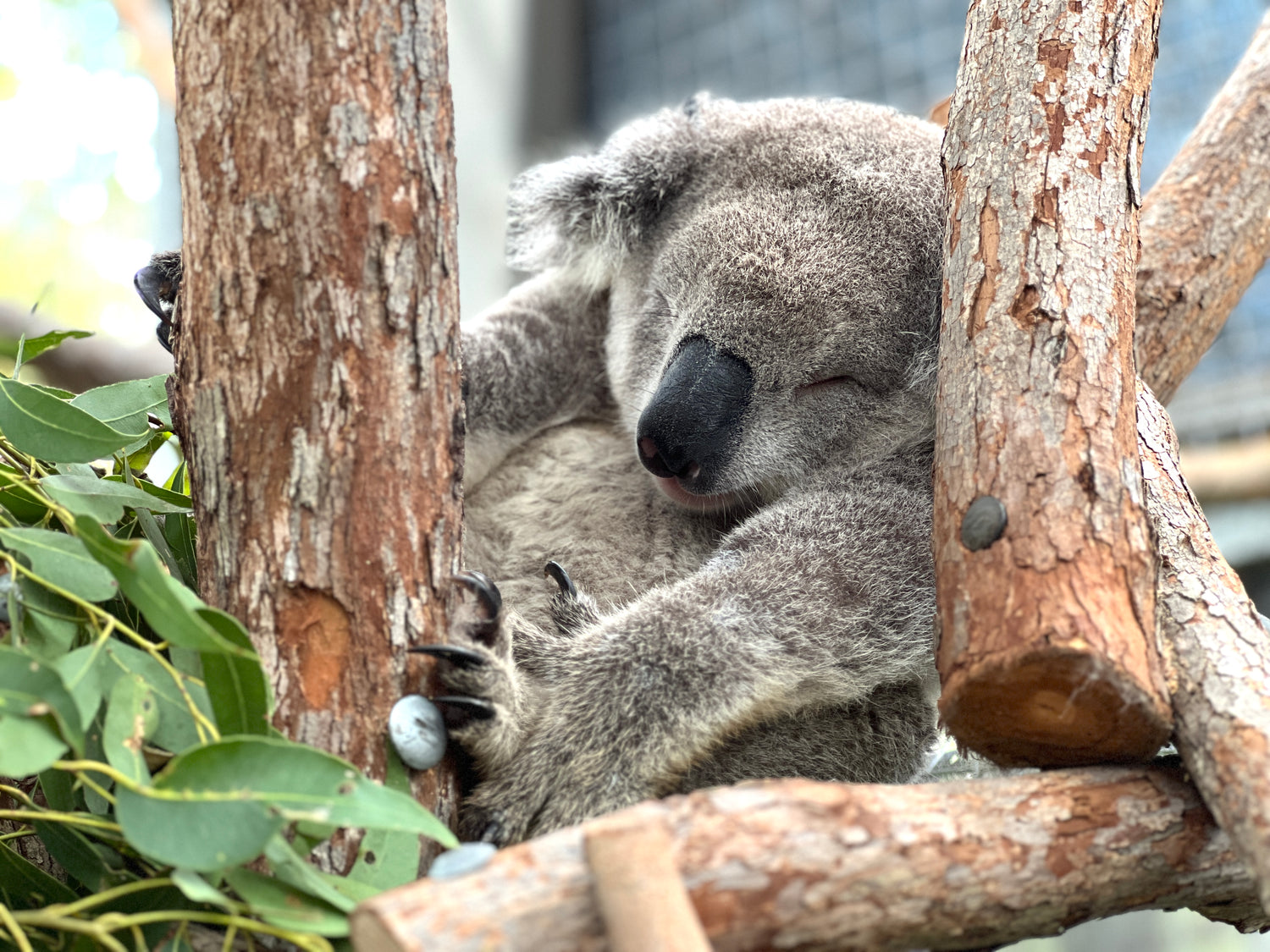Events – Koala Conservation Australia