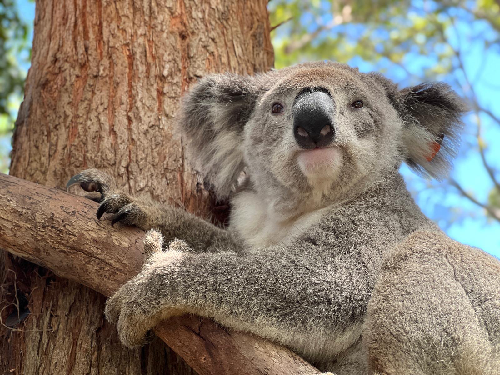 Campbelltown Phil – Koala Conservation Australia