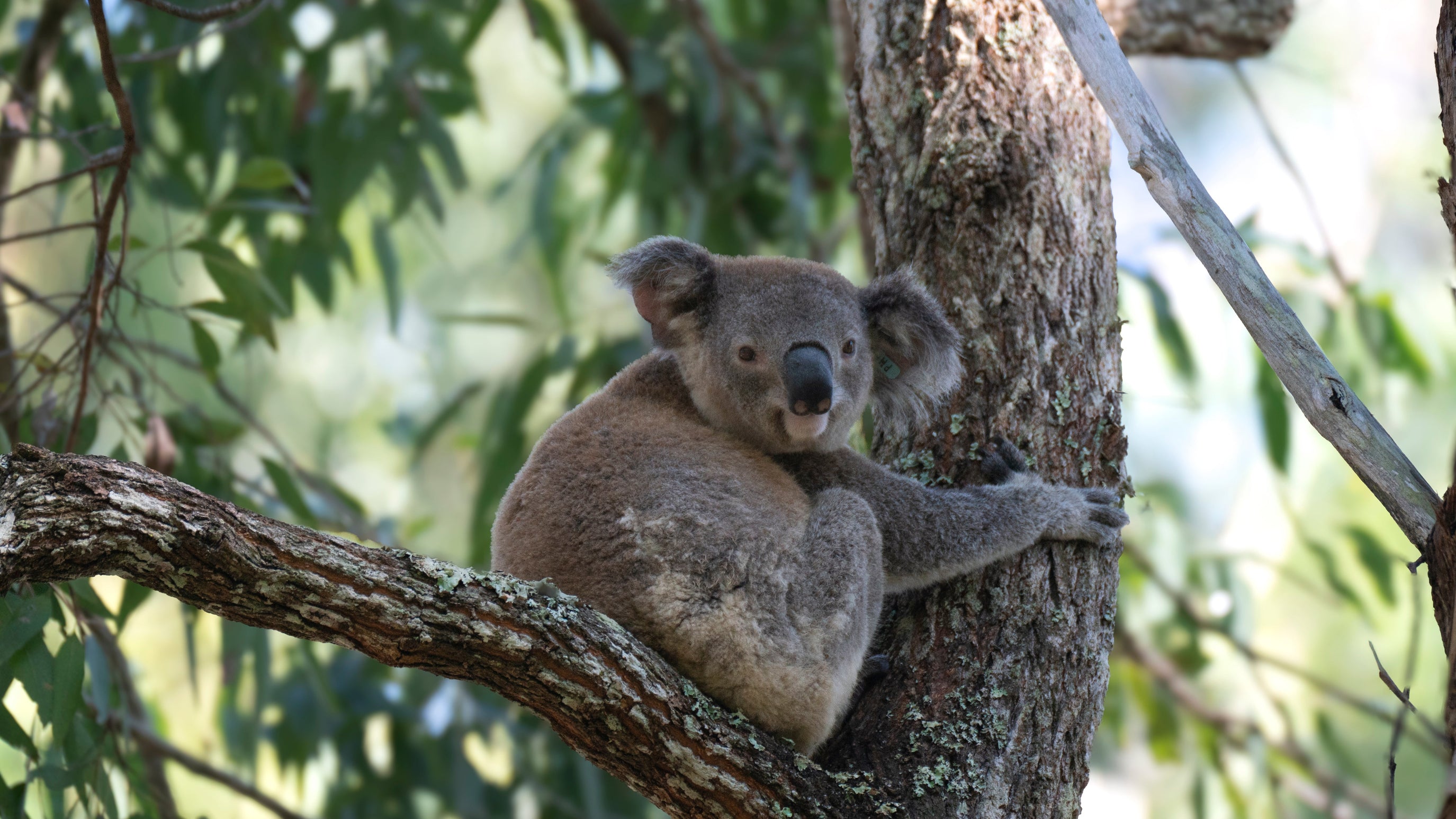 Events – Koala Conservation Australia