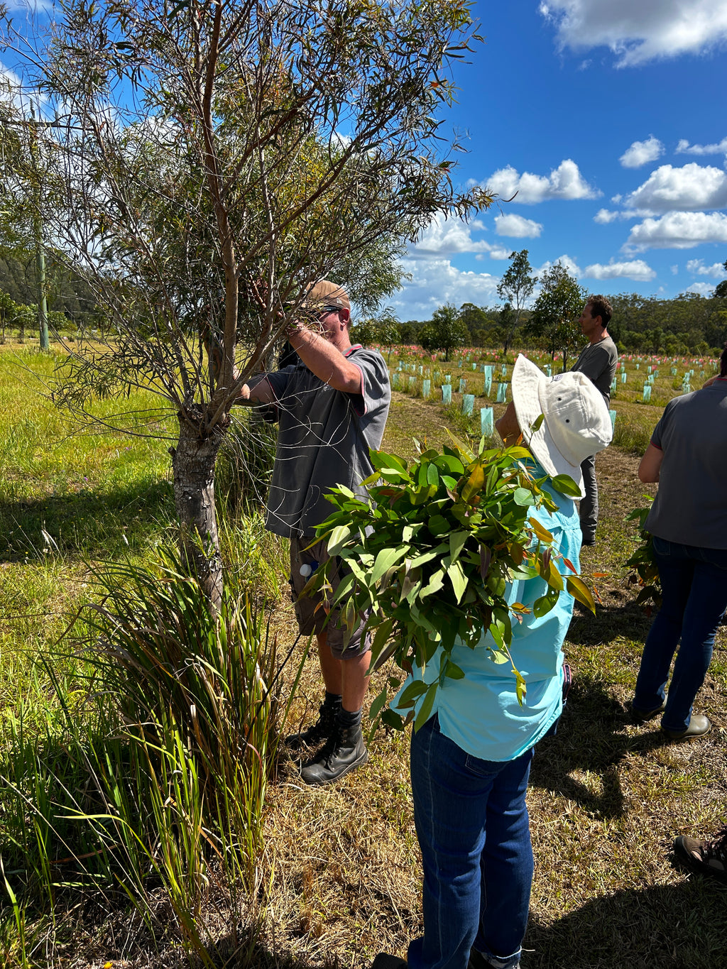 Koala Habitat - Hastings Macleay Recovery Partnership – Koala Hospital
