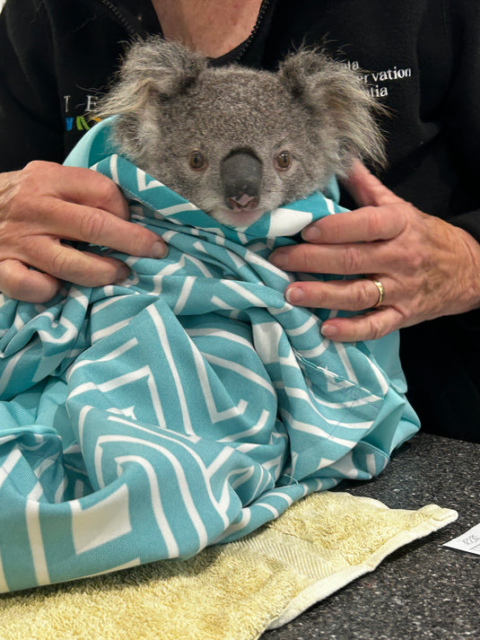 Wild Koala Rehabilitation – Koala Conservation Australia
