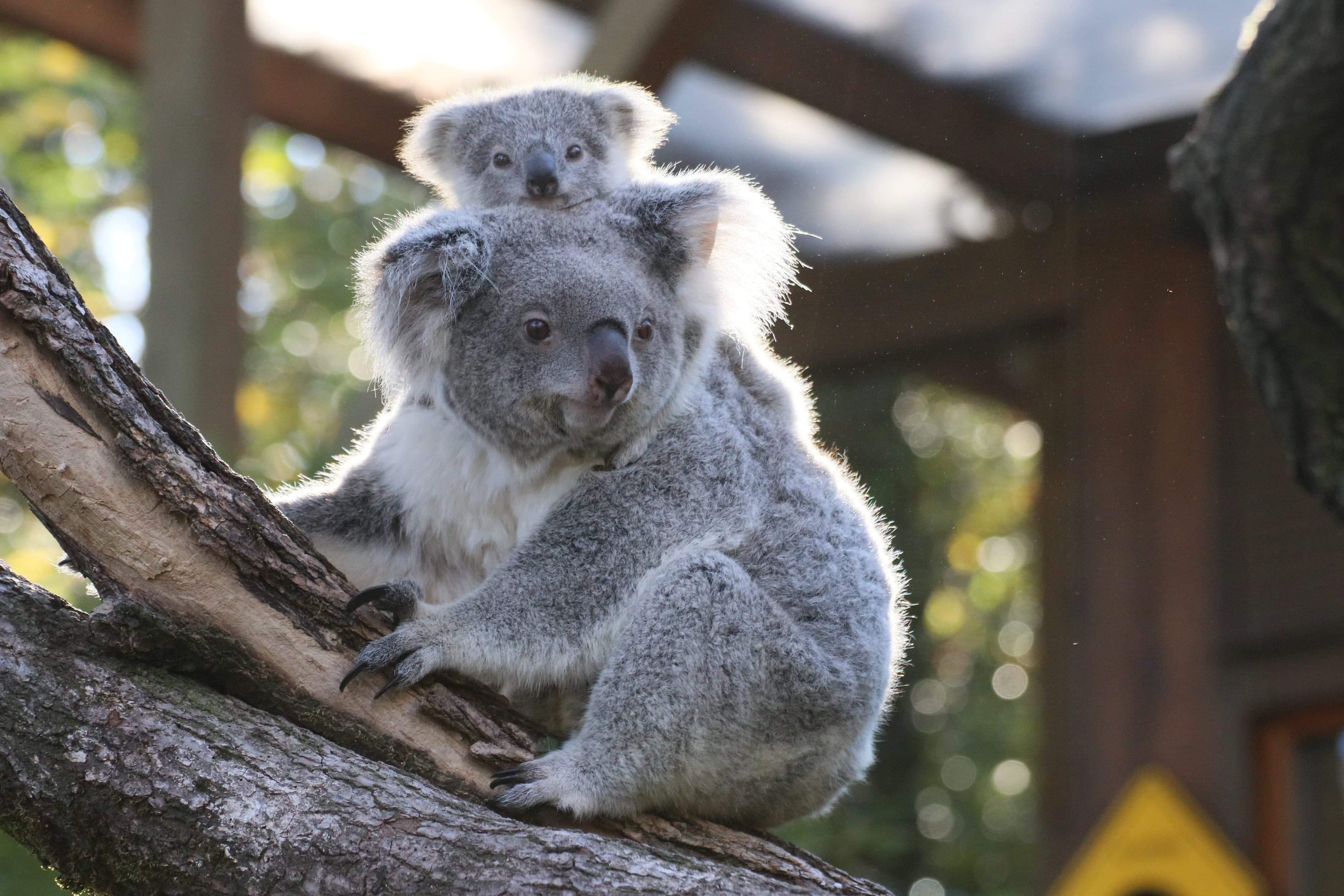 Guulabaa - Place of Koala – Koala Conservation Australia