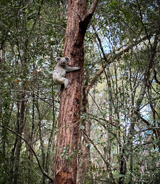Koala Habitat Conservation – Koala Conservation Australia