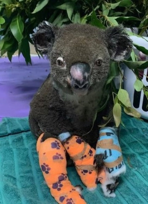 Wild Koala Rescue – Koala Conservation Australia