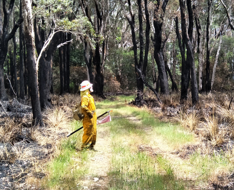 Koala Habitat - Hastings Macleay Recovery Partnership – Koala Hospital