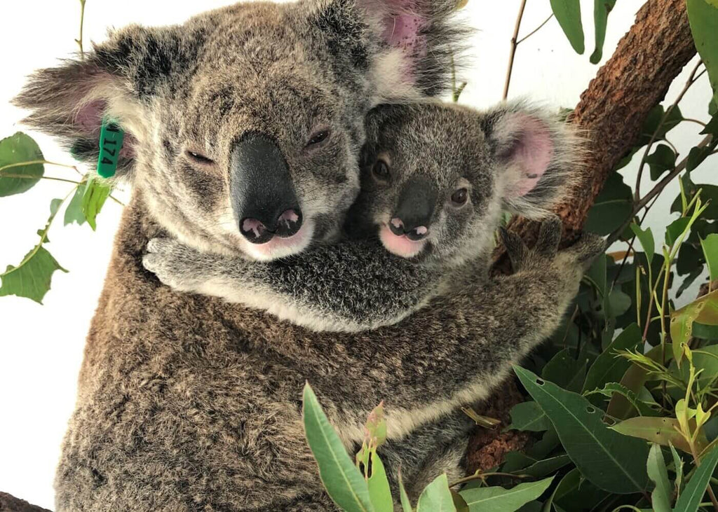 Koala Habitat - Hastings Macleay Recovery Partnership – Koala Hospital