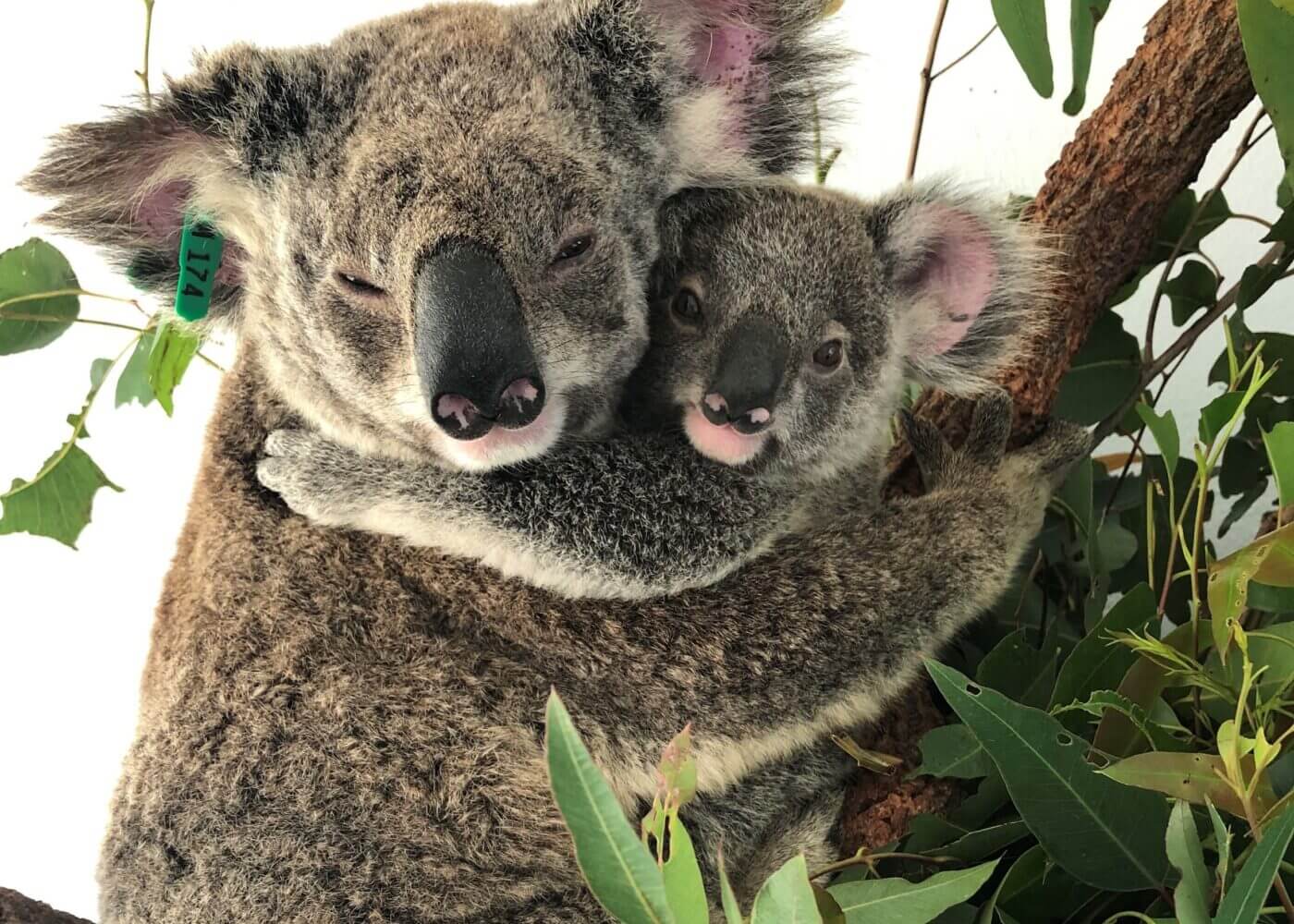 Koala Conservation Australia - The Port Macquarie Koala Hospital