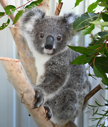 Koala Products – Koala Conservation Australia