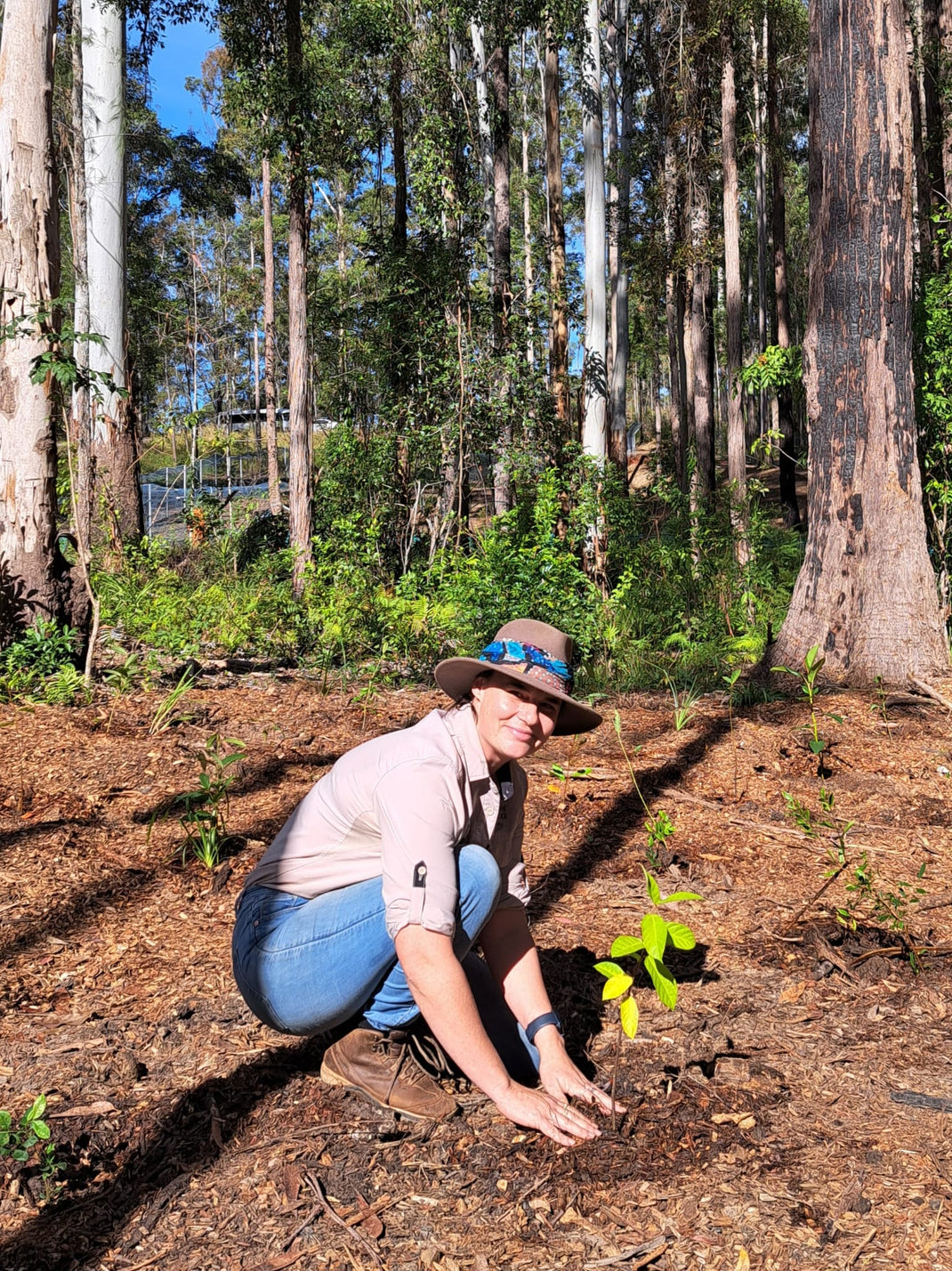 Koala Habitat - Hastings Macleay Recovery Partnership – Koala Hospital