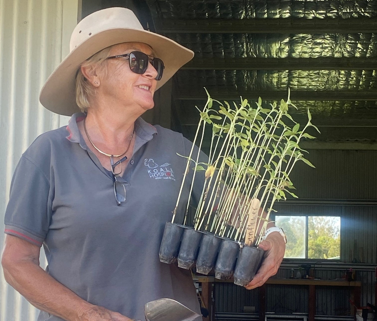 Volunteer for Koalas – Koala Conservation Australia