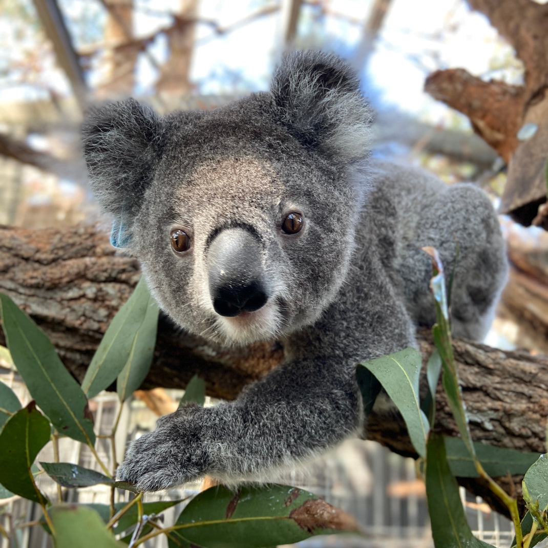Joey’s Corner - fun koala activities for kids! – Koala Conservation ...