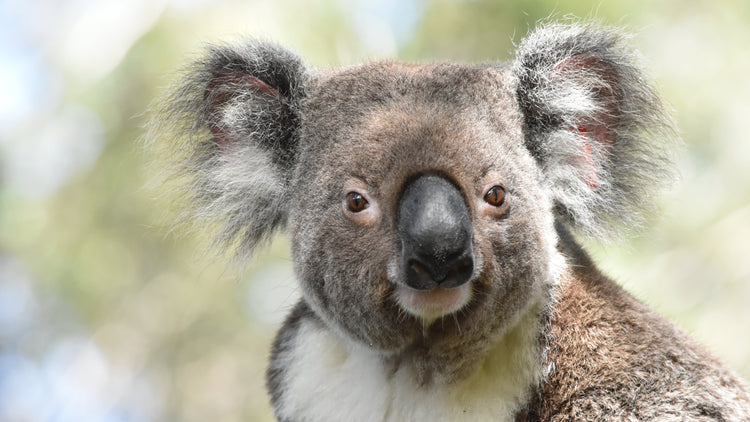 Joey’s Corner - fun koala activities for kids! – Koala Conservation ...