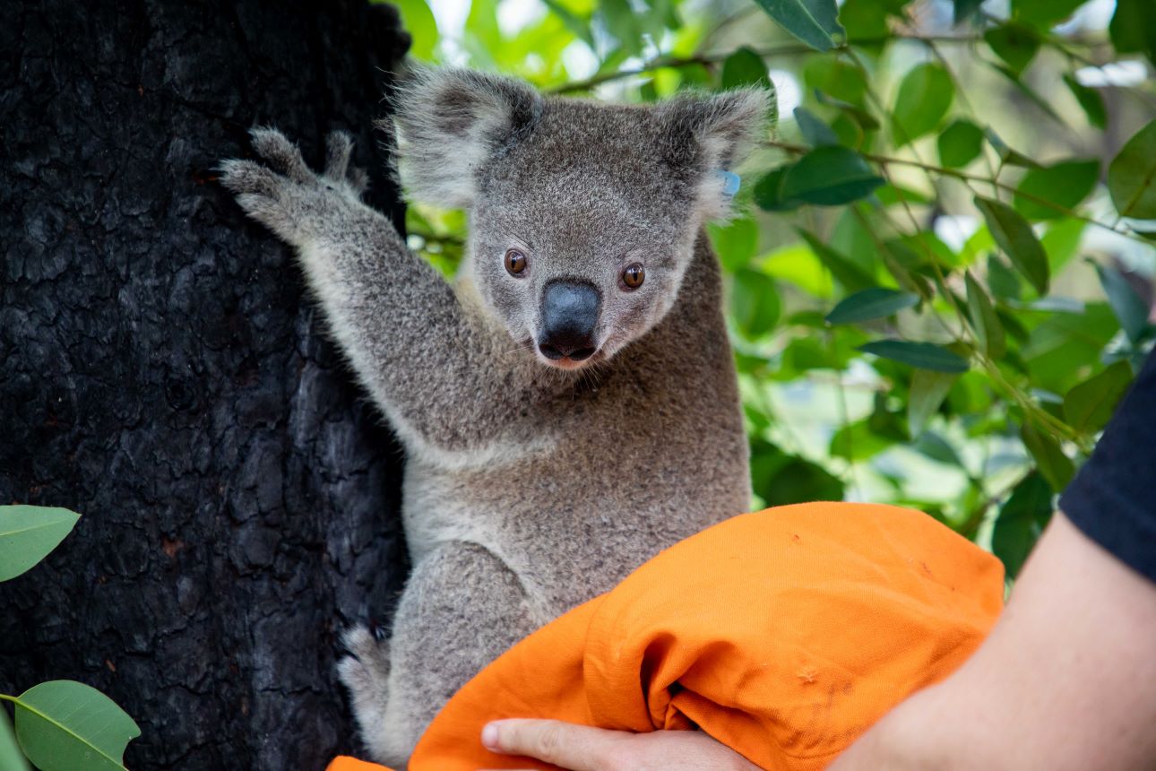 Koala Conservation Australia - The Port Macquarie Koala Hospital